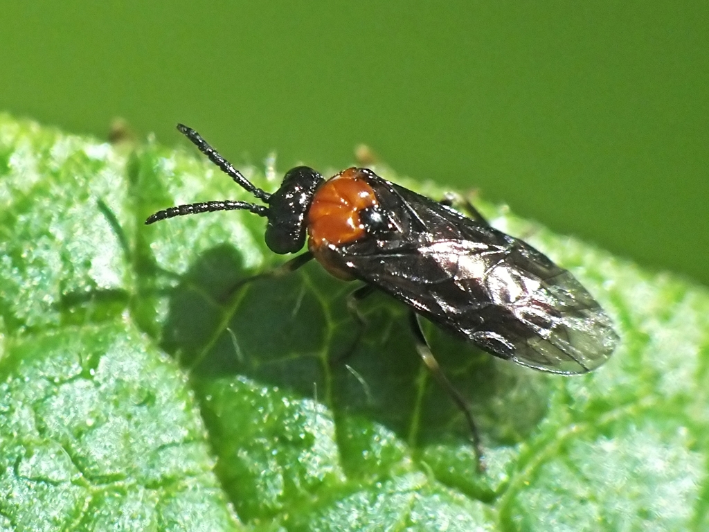 Eutomostethus ephippium – Dorzutek olszynówka | Insektarium
