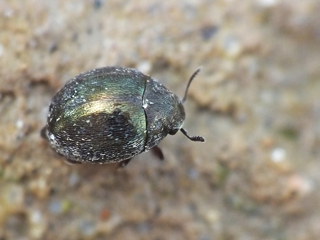 Lamprobyrrhulus nitidus | Insektarium