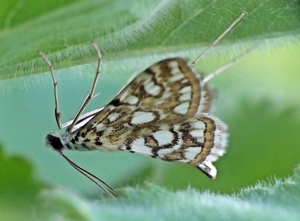 Elophila | Insektarium