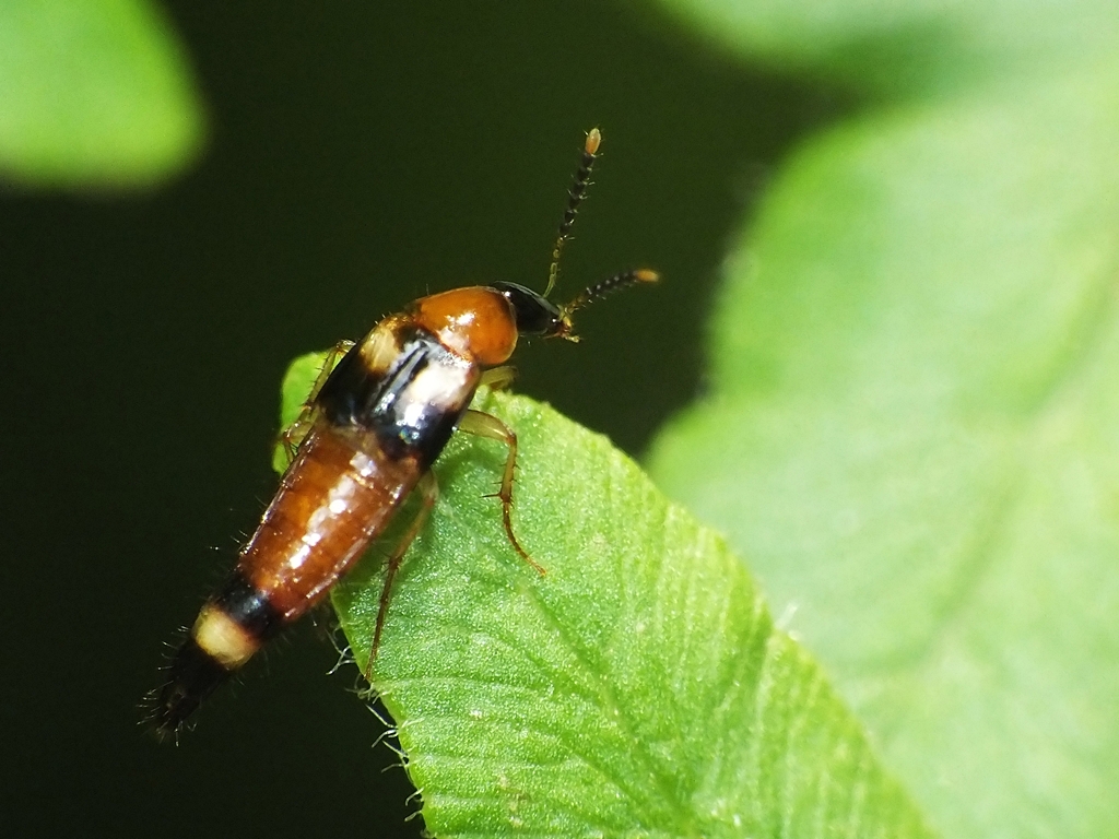 Lordithon lunulatus – Nagrzybnik leśny | Insektarium