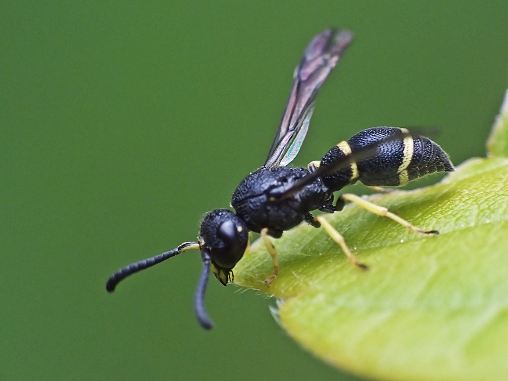 S xanthomelas | Insektarium