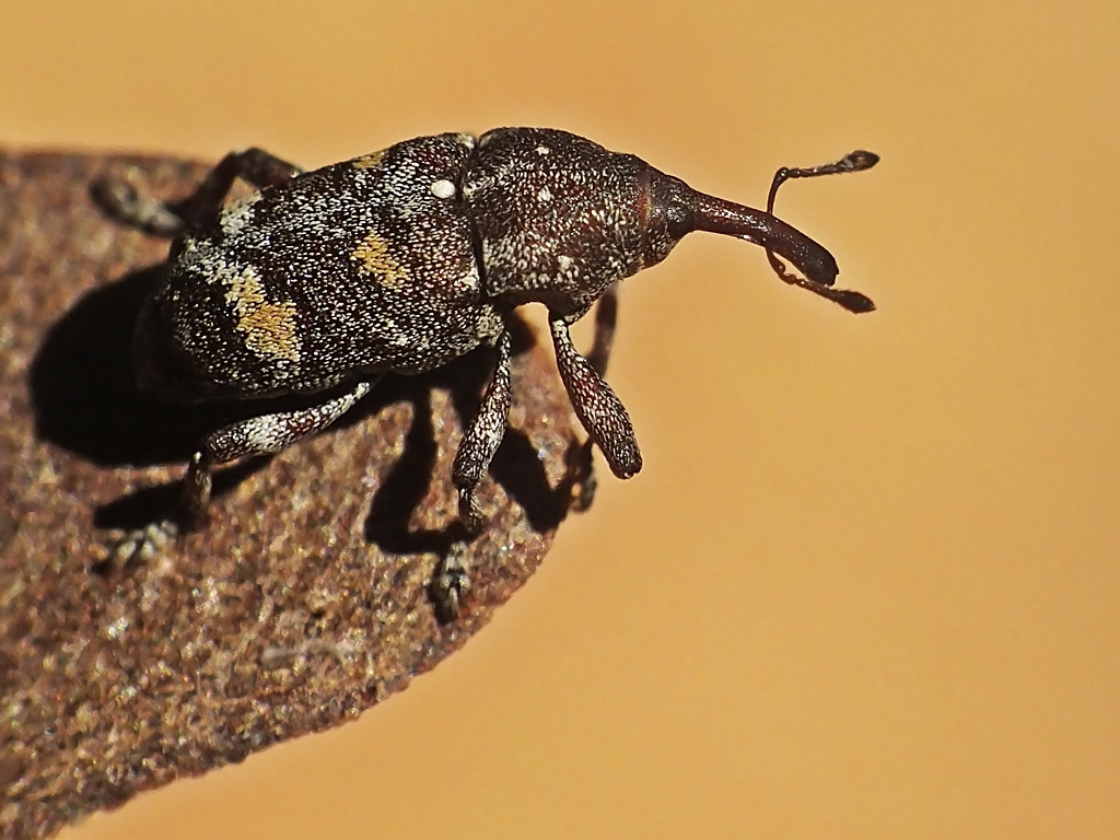 P.castaneus | Insektarium