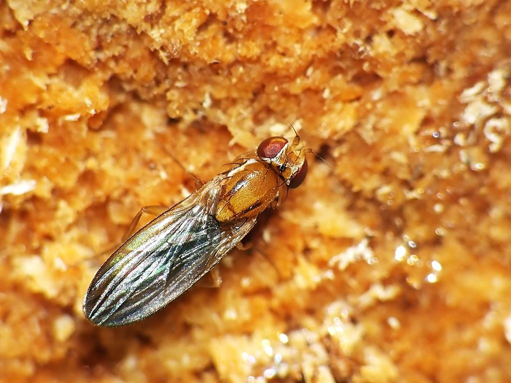 C.ruficollis | Insektarium