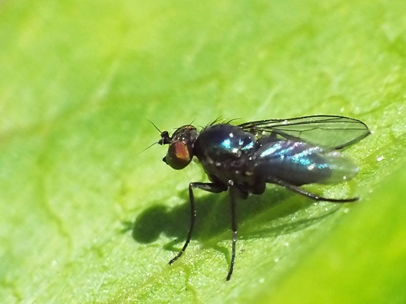 Chrysotus species. | Insektarium