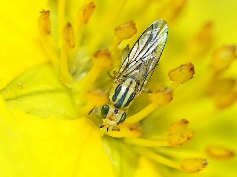 Meromyza spp. – Łączniczki | Insektarium