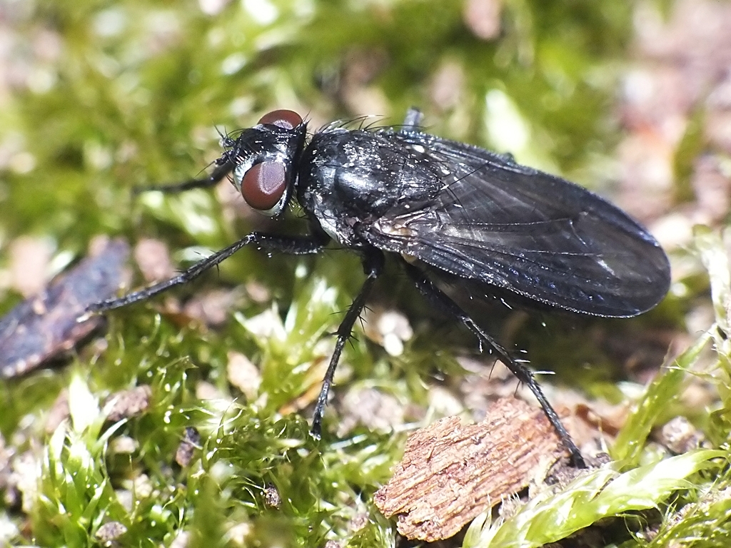 Morinia | Insektarium