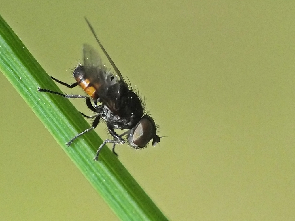 Rondania fasciata – Rondania barwna | Insektarium