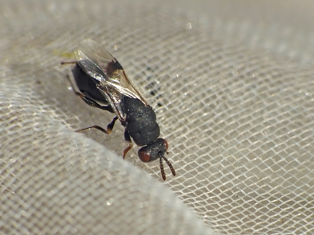 Eurytomidae – Zagładkowate | Insektarium