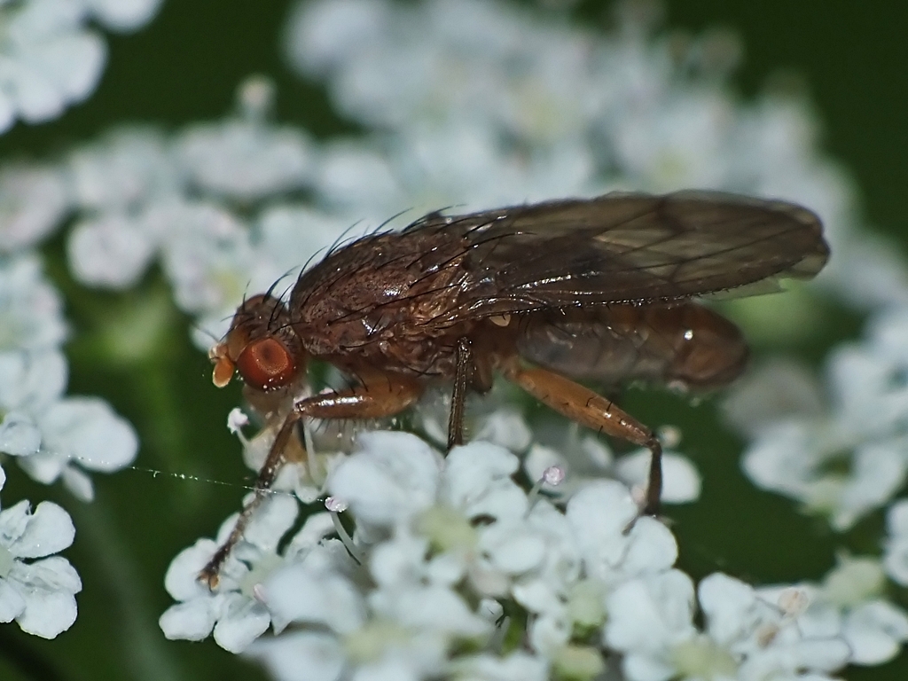 Suillia affinis | Insektarium