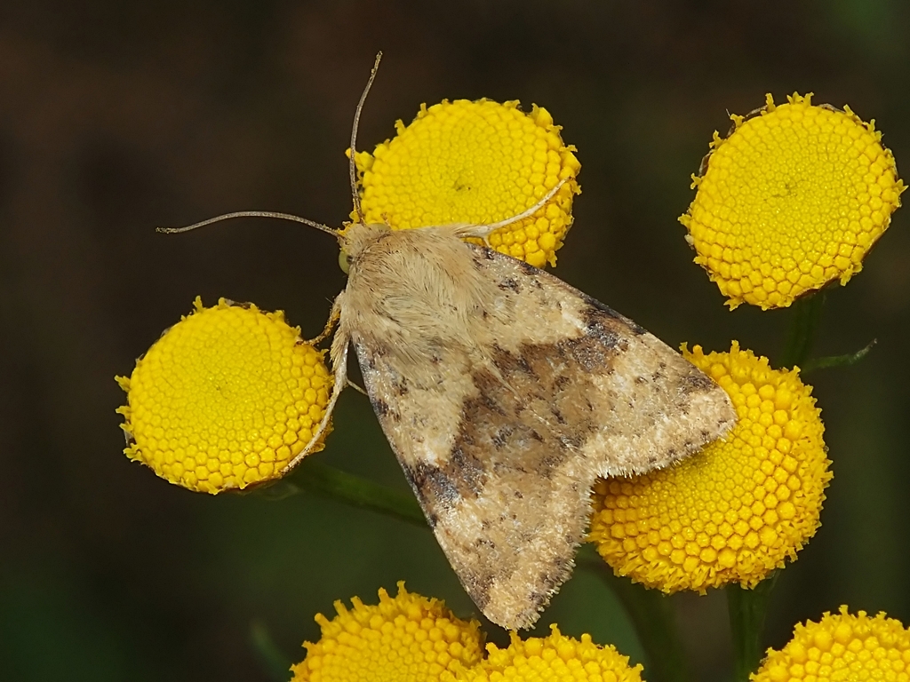 Heliothis | Insektarium