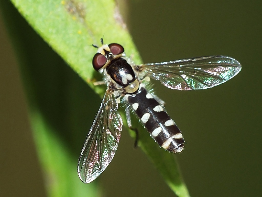 M.guttata | Insektarium