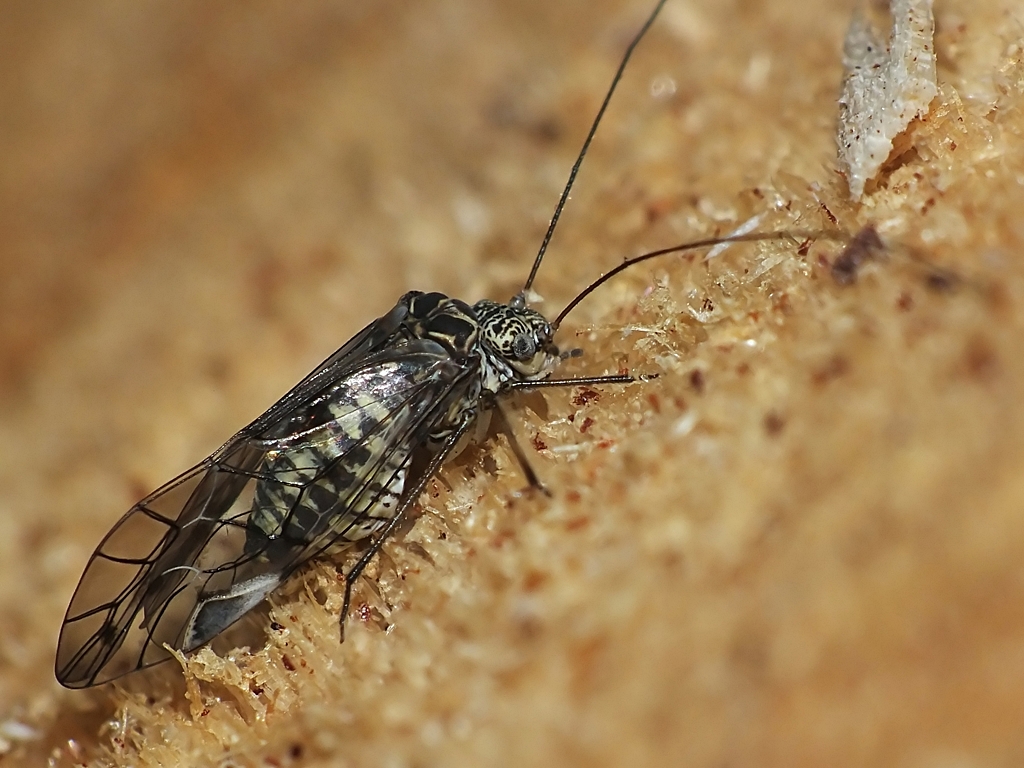 P.gibbosa | Insektarium