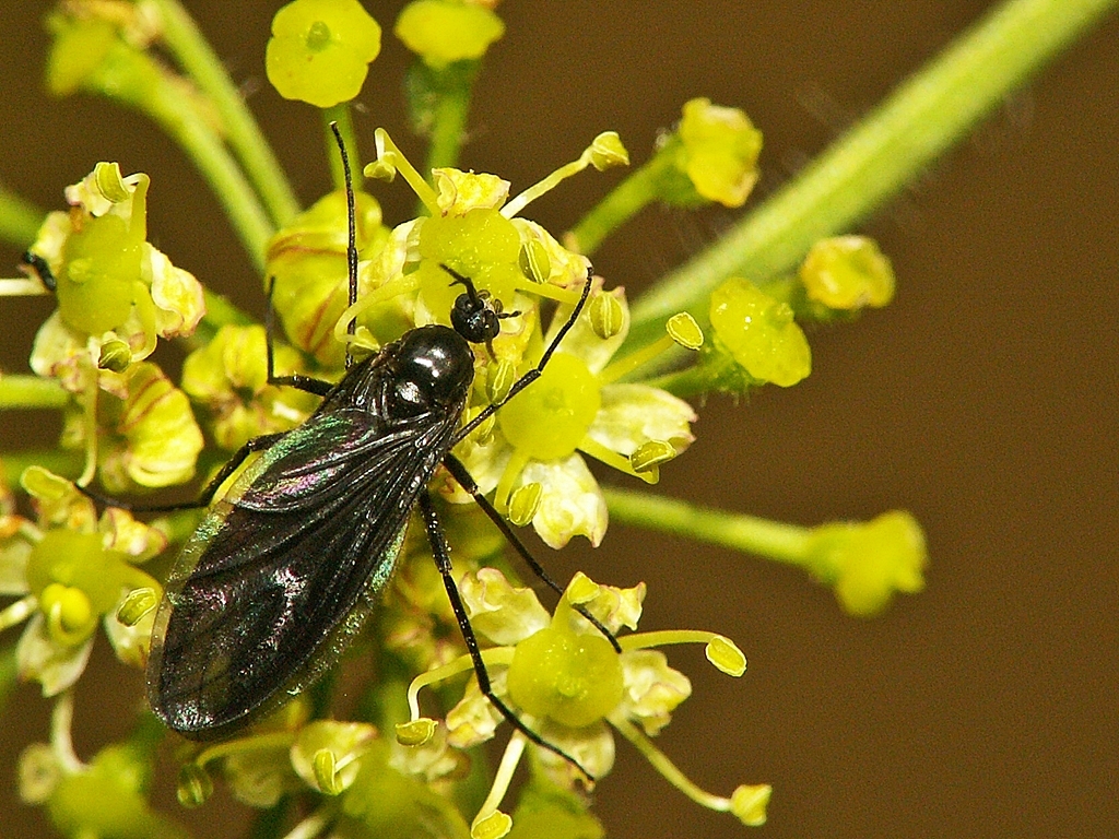 Sciara hemerobioides – Ziemiórka nakwietna | Insektarium