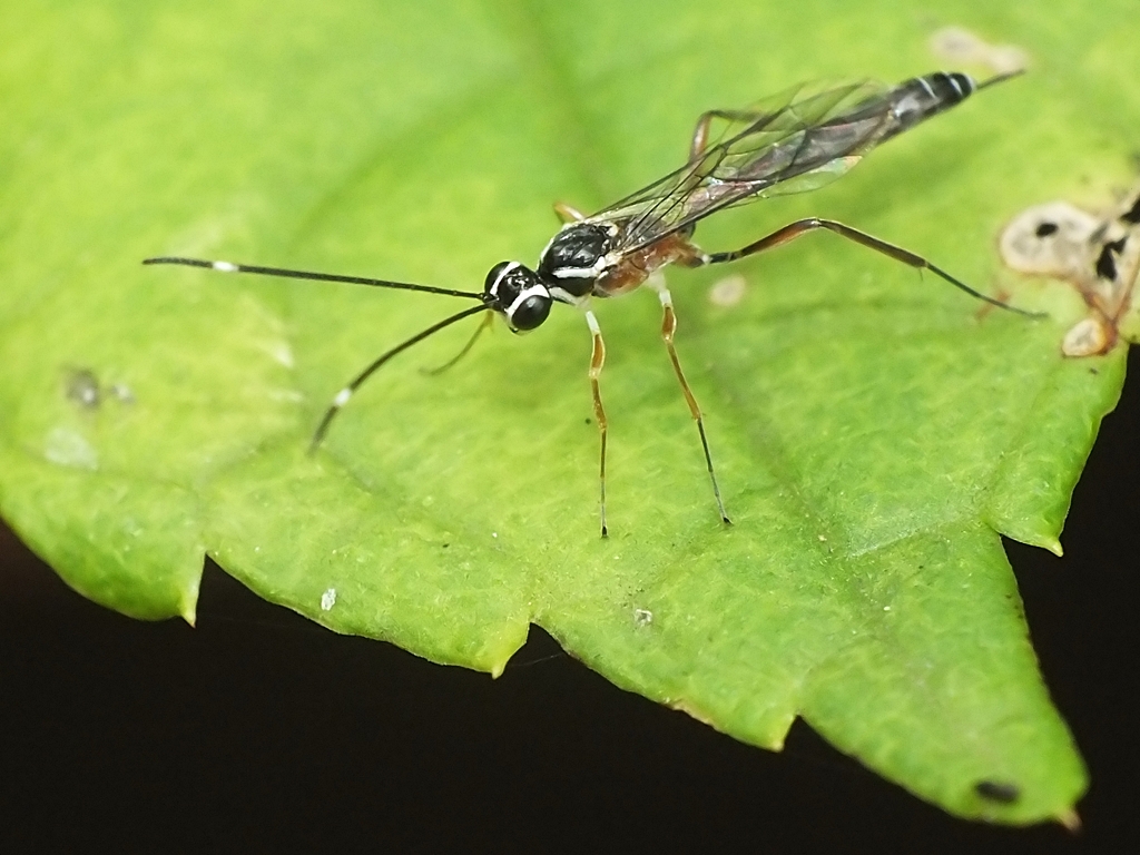 Tryphoninae | Insektarium