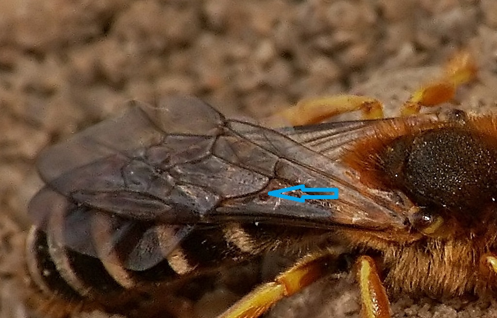 wing venation | Insektarium