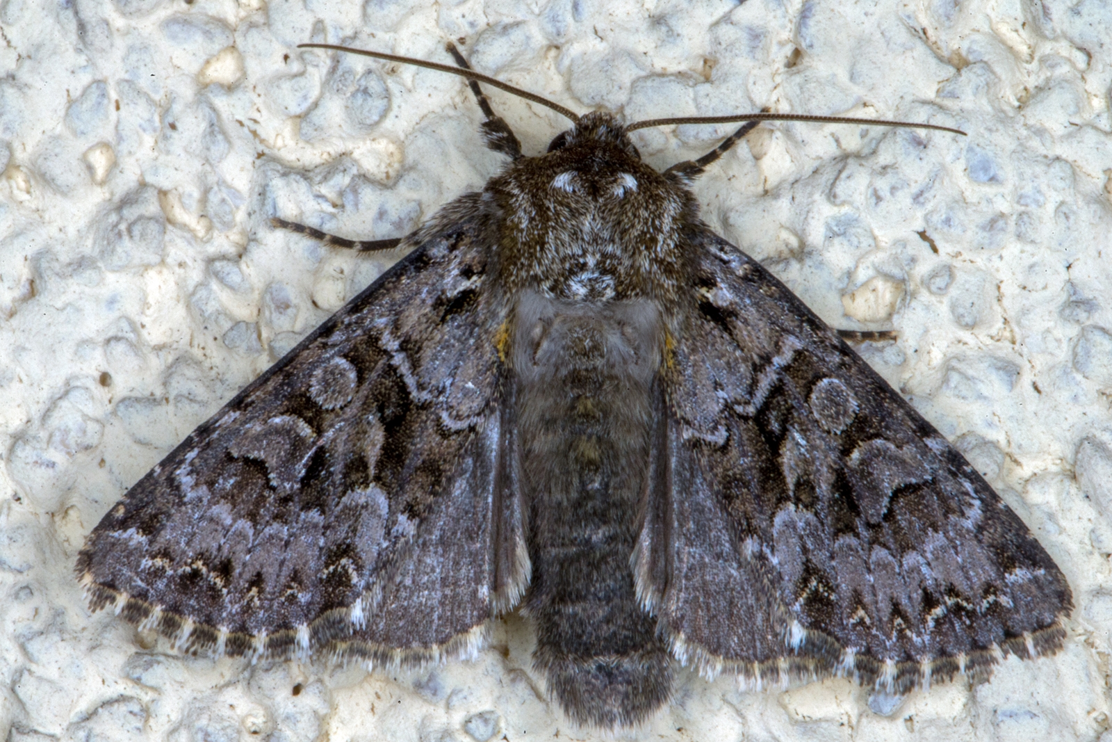 Hada plebeja – Piętnówka brodawnica | Insektarium