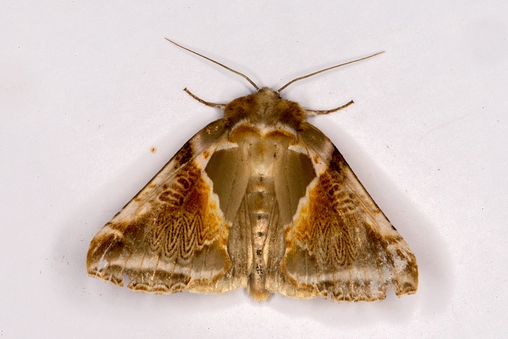 Habrosyne. | Insektarium