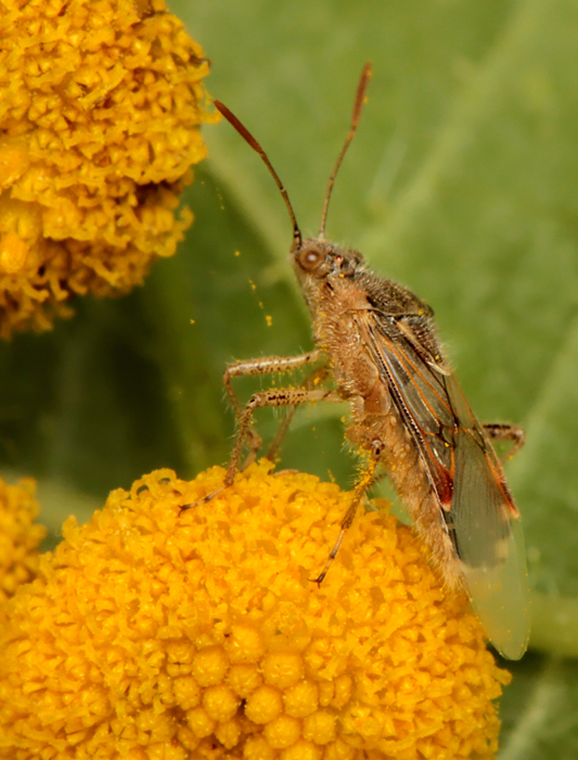 L.hyalinus | Insektarium