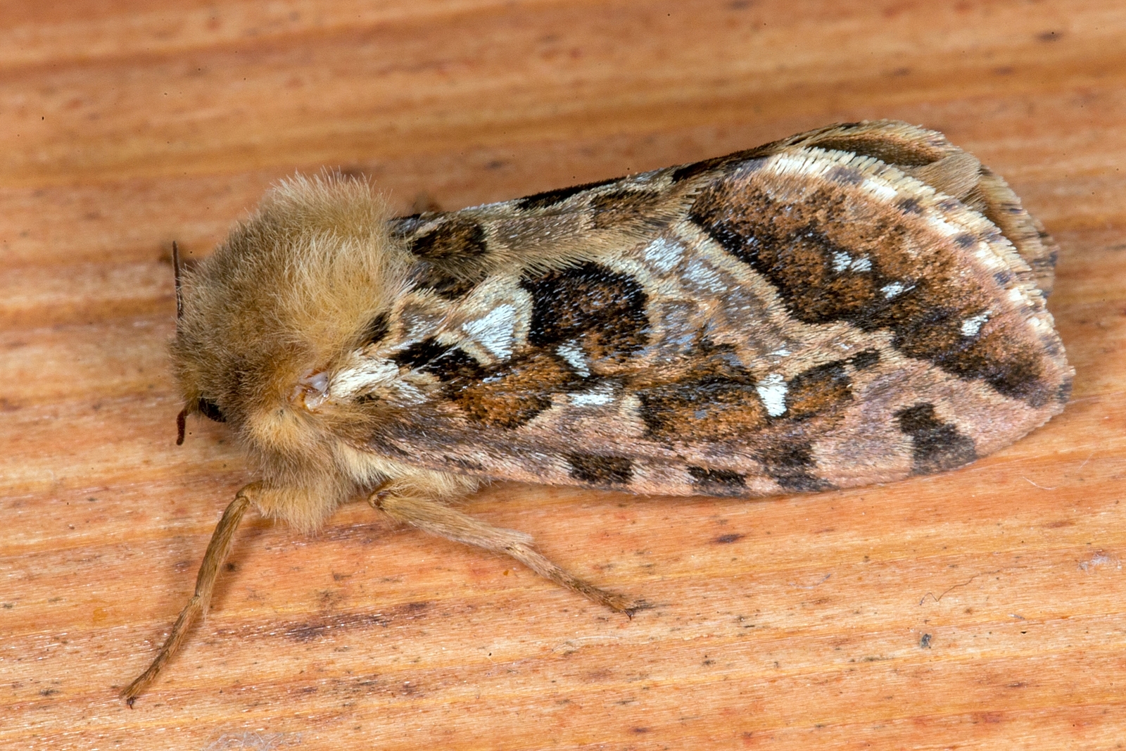 Hepialidae – Niesobkowate | Insektarium