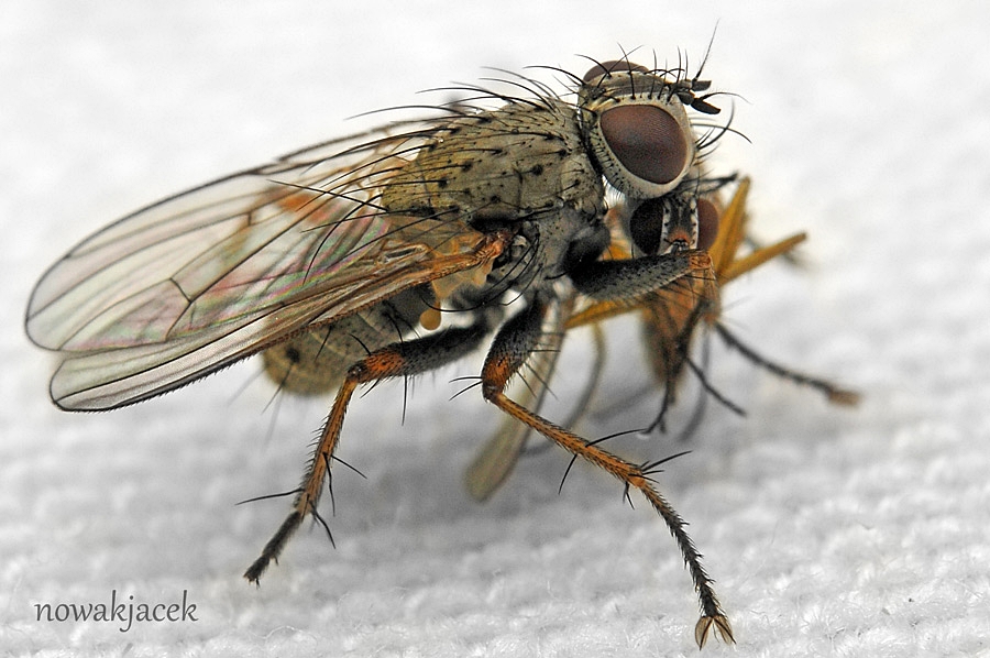 Coenosia tigrina | Insektarium