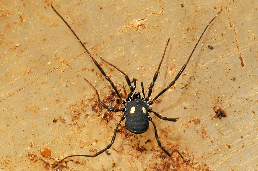 Nemastomatidae – Czarnuszkowate | Insektarium
