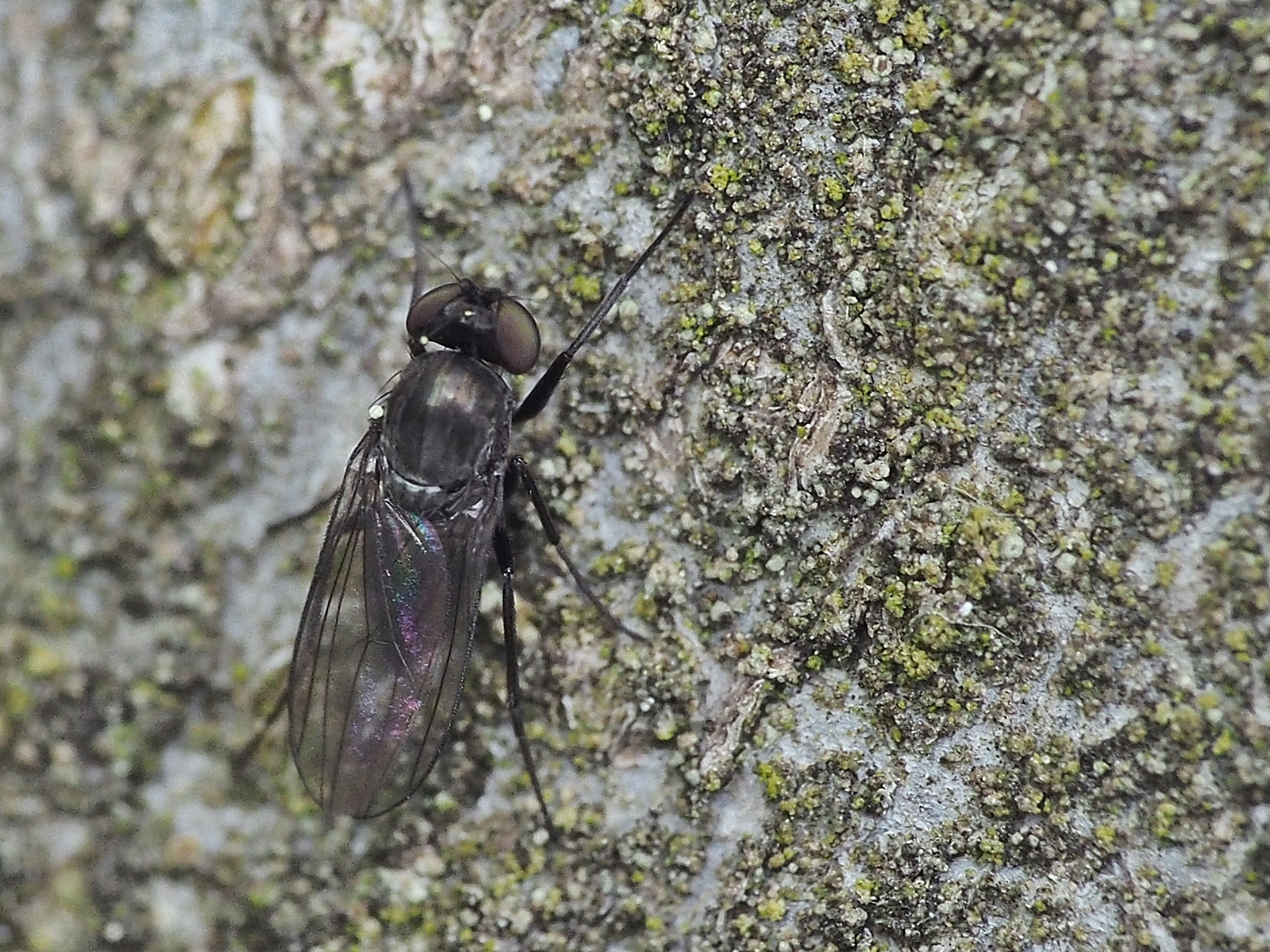 Medetera | Insektarium