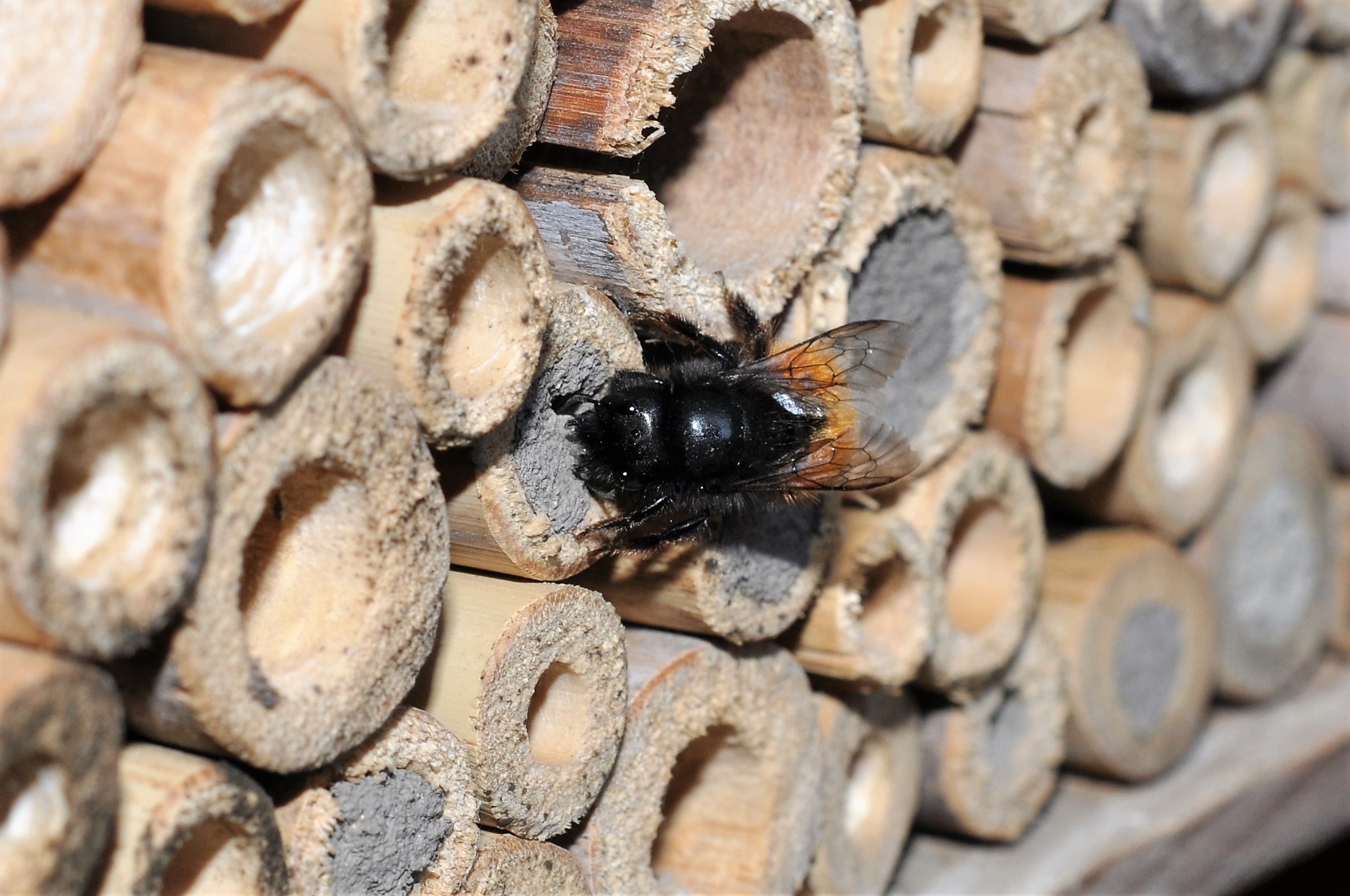O cornuta | Insektarium