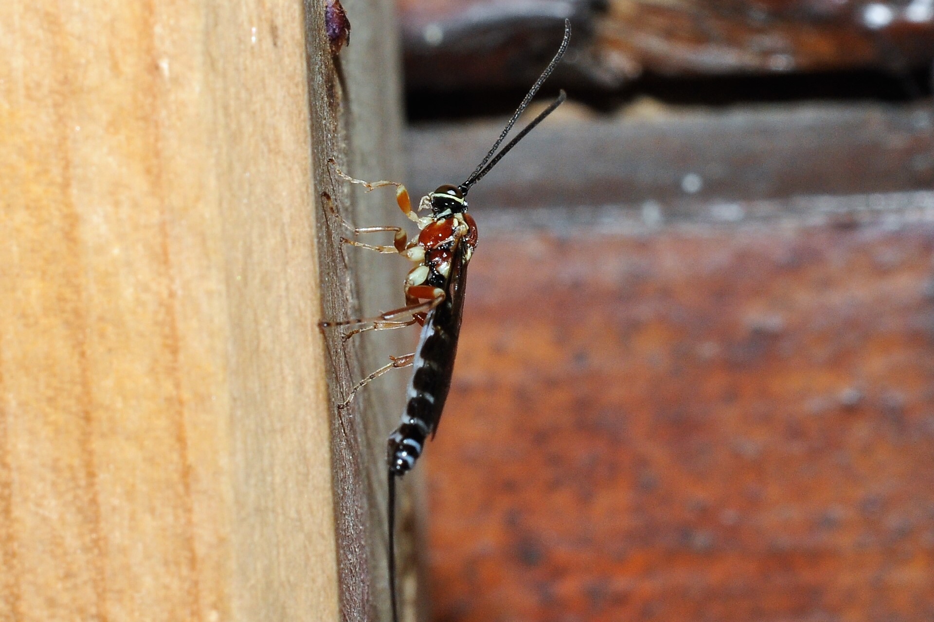 Perithous | Insektarium
