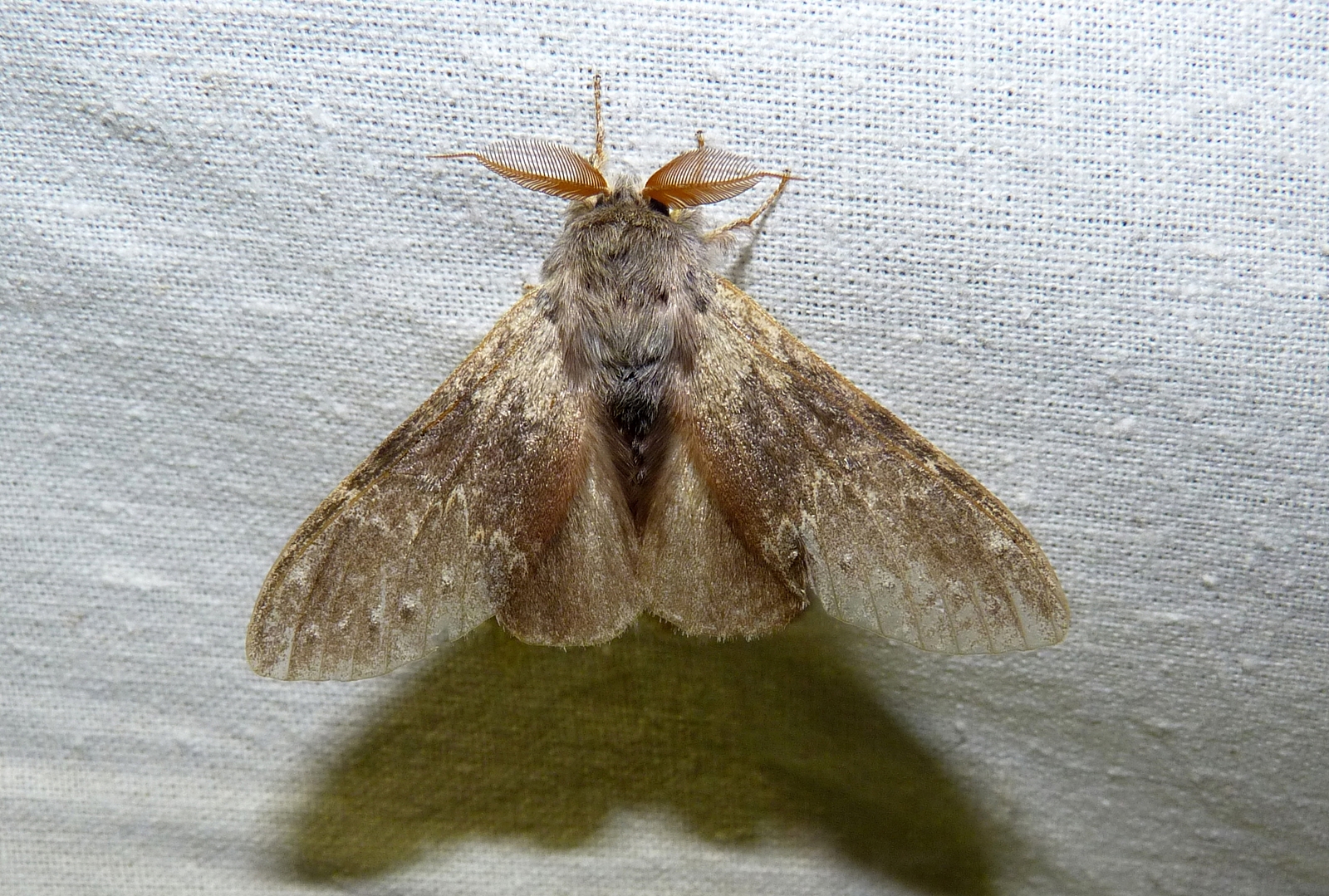 S.fagi | Insektarium