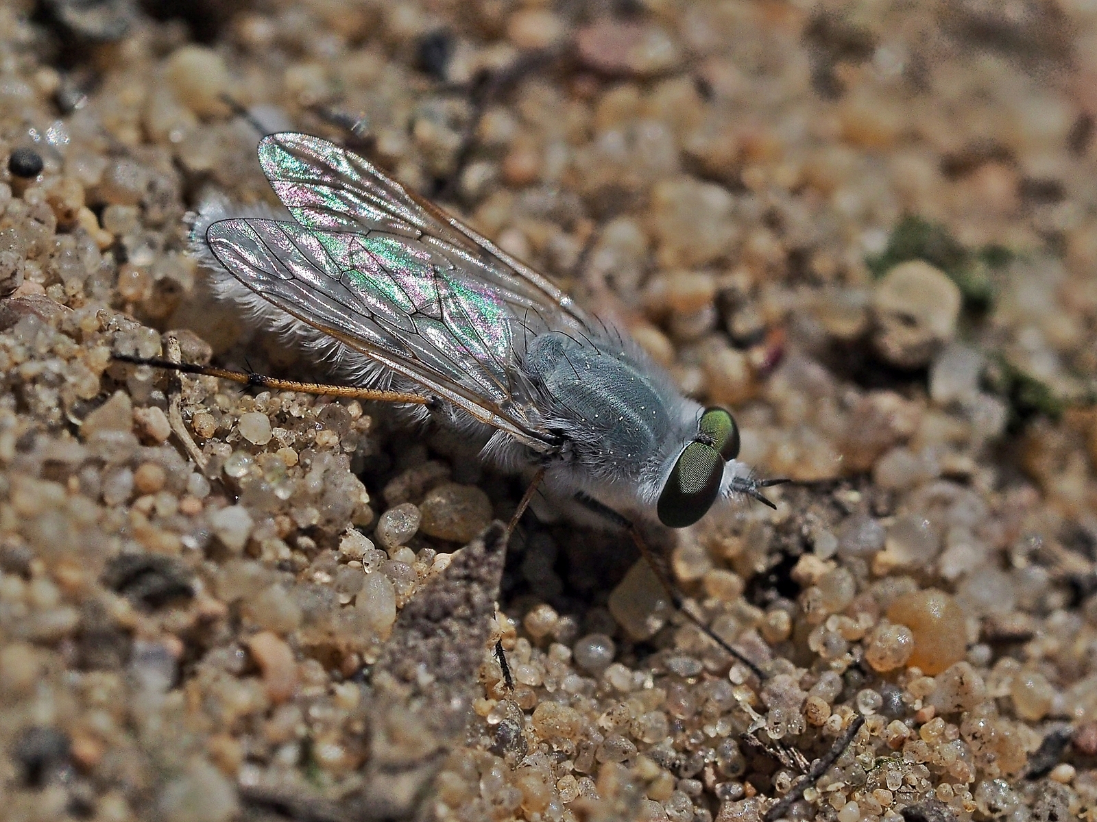 A.annulata | Insektarium