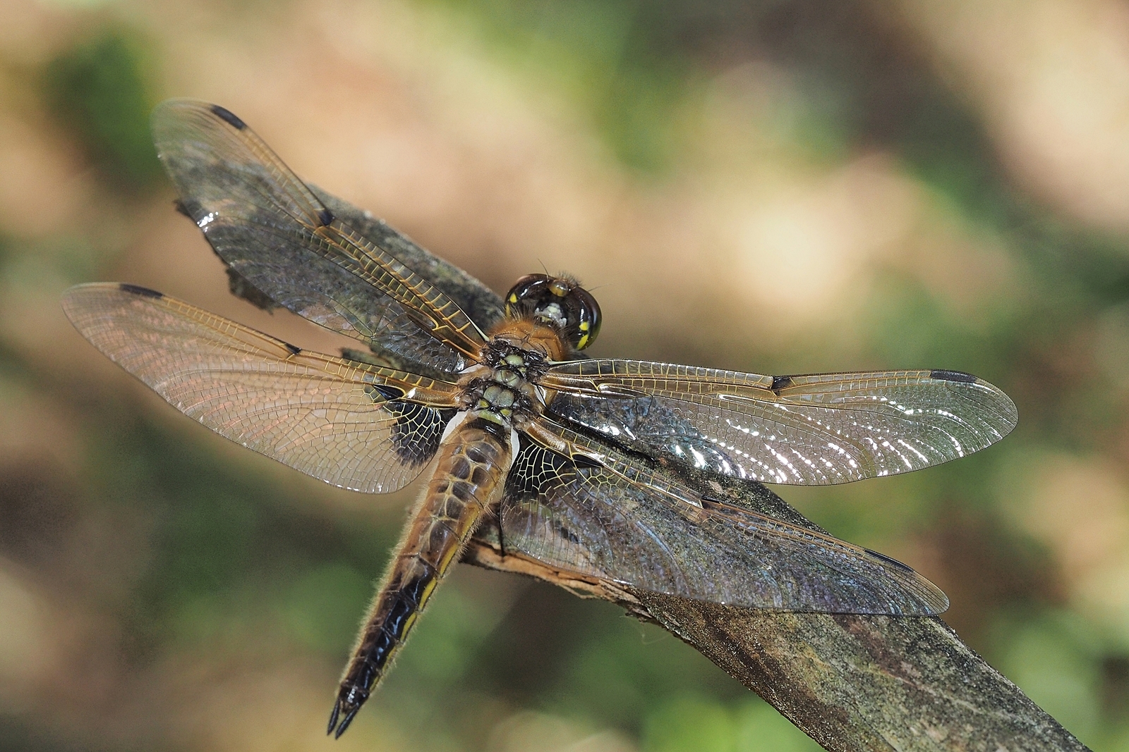 Libellula | Insektarium
