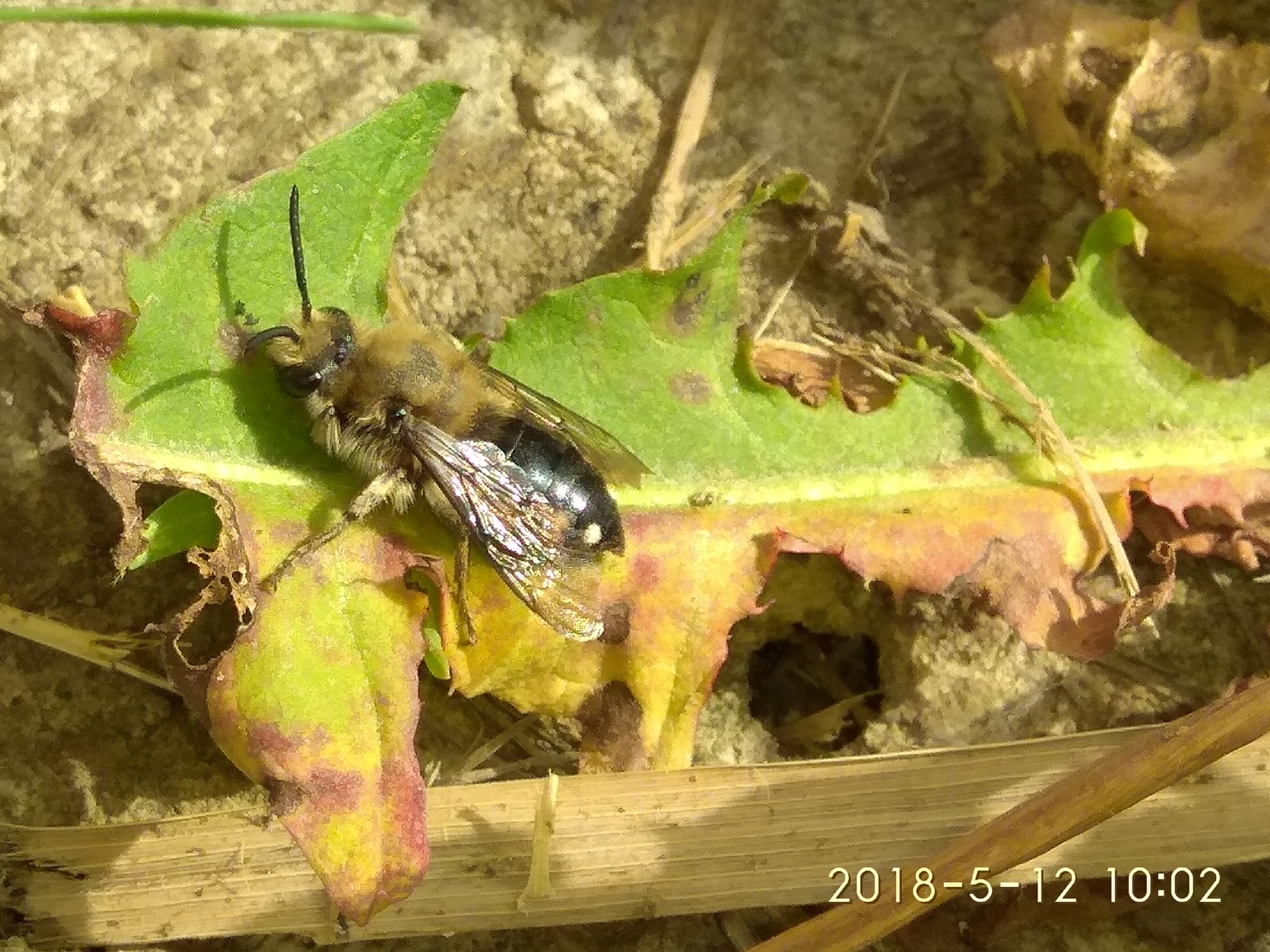 Melecta albifrons – Brzęczka porobnicówka | Insektarium