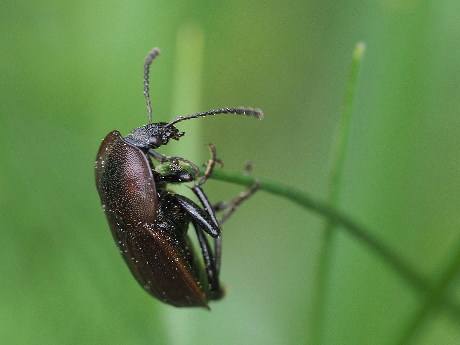 P.atrata | Insektarium