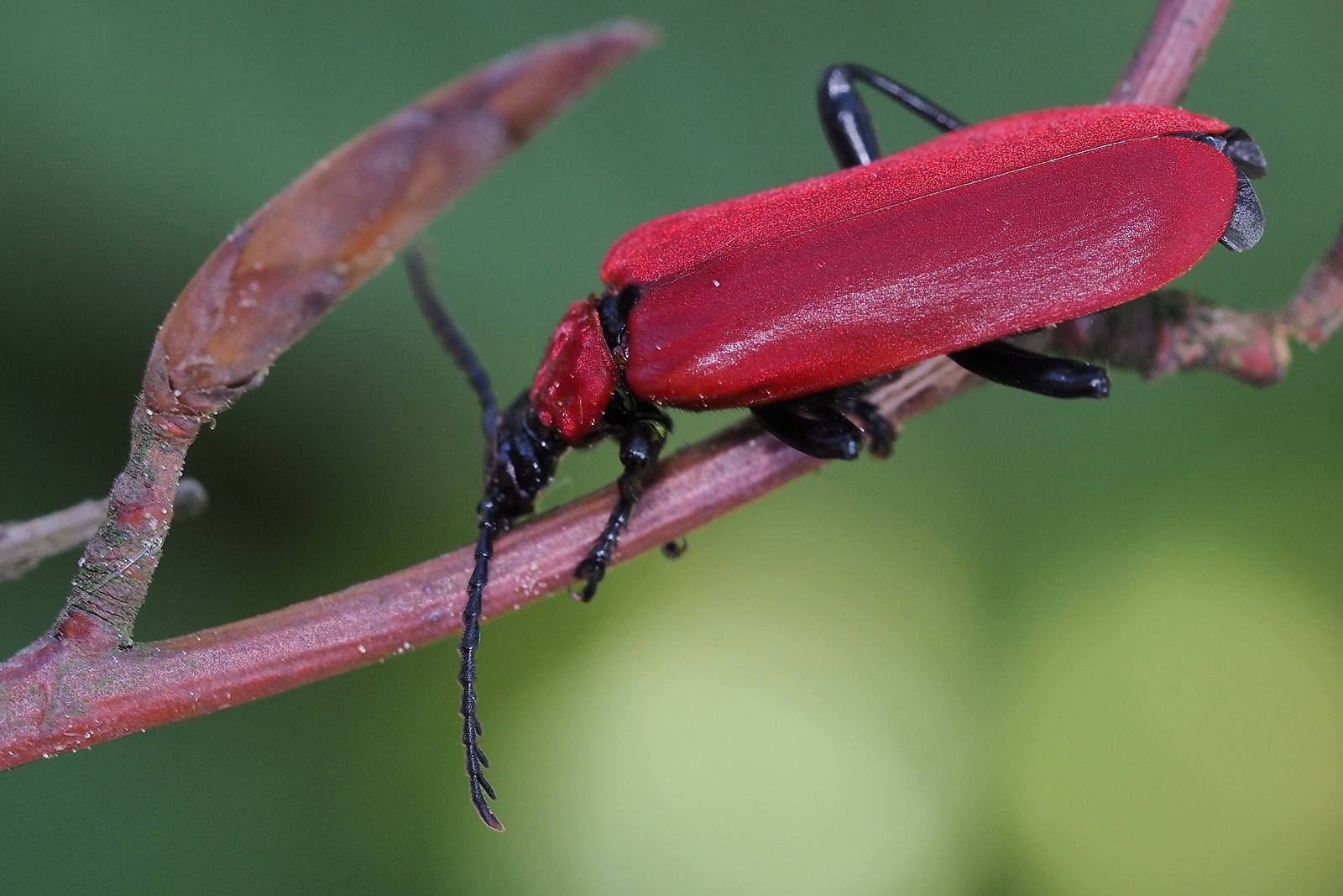 P.coccinea | Insektarium