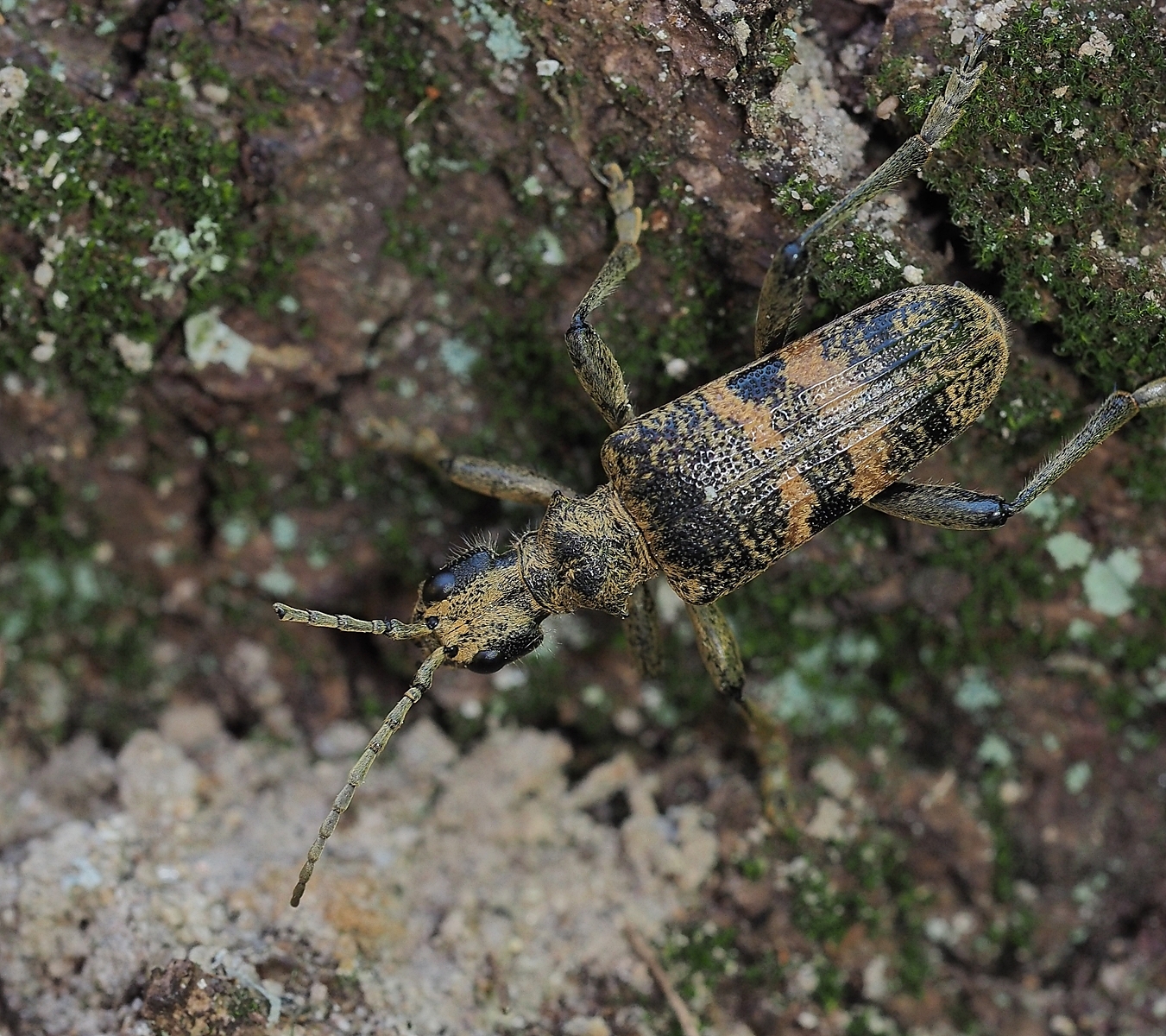 Rhagium | Insektarium