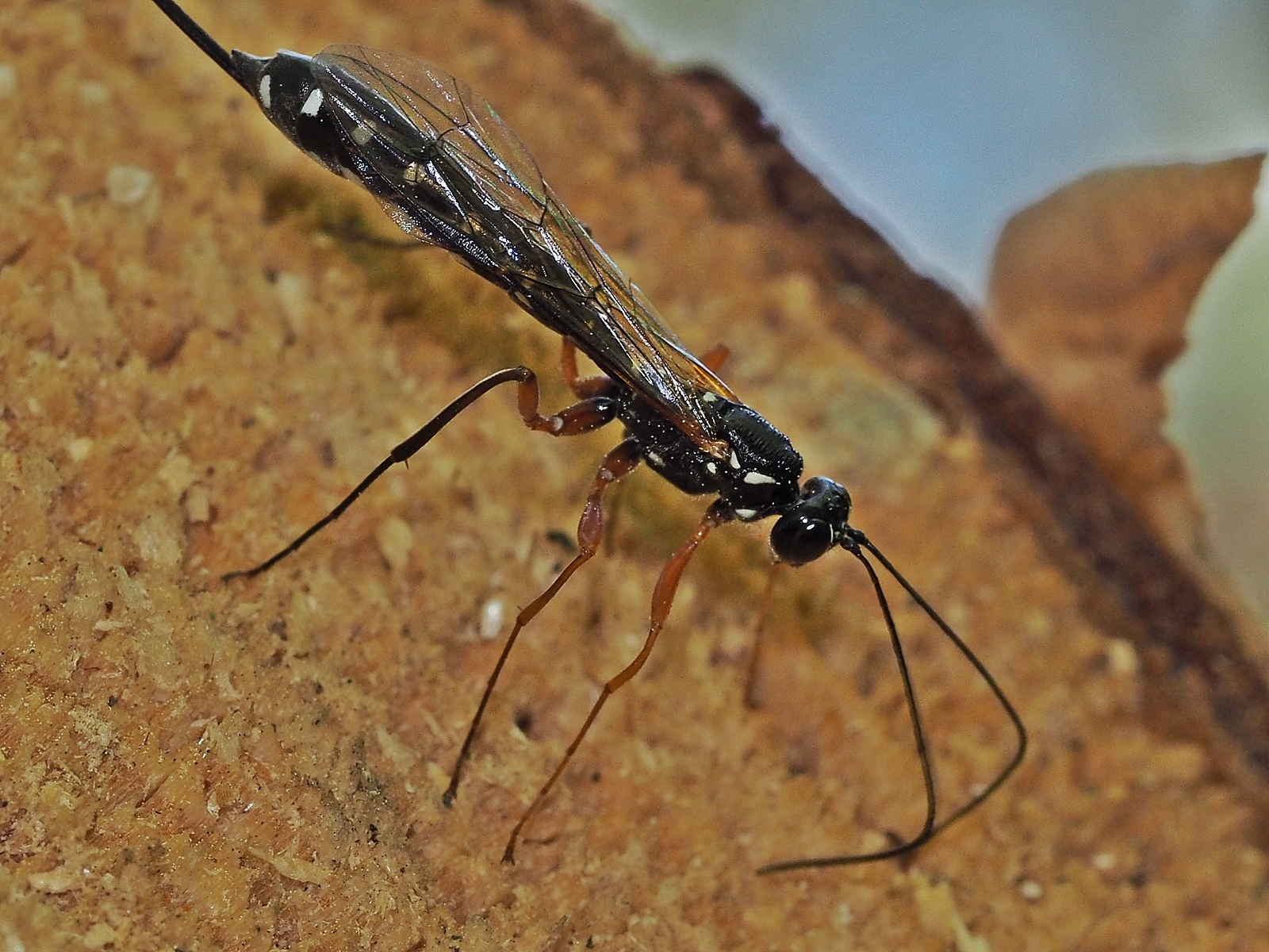Rhyssa | Insektarium