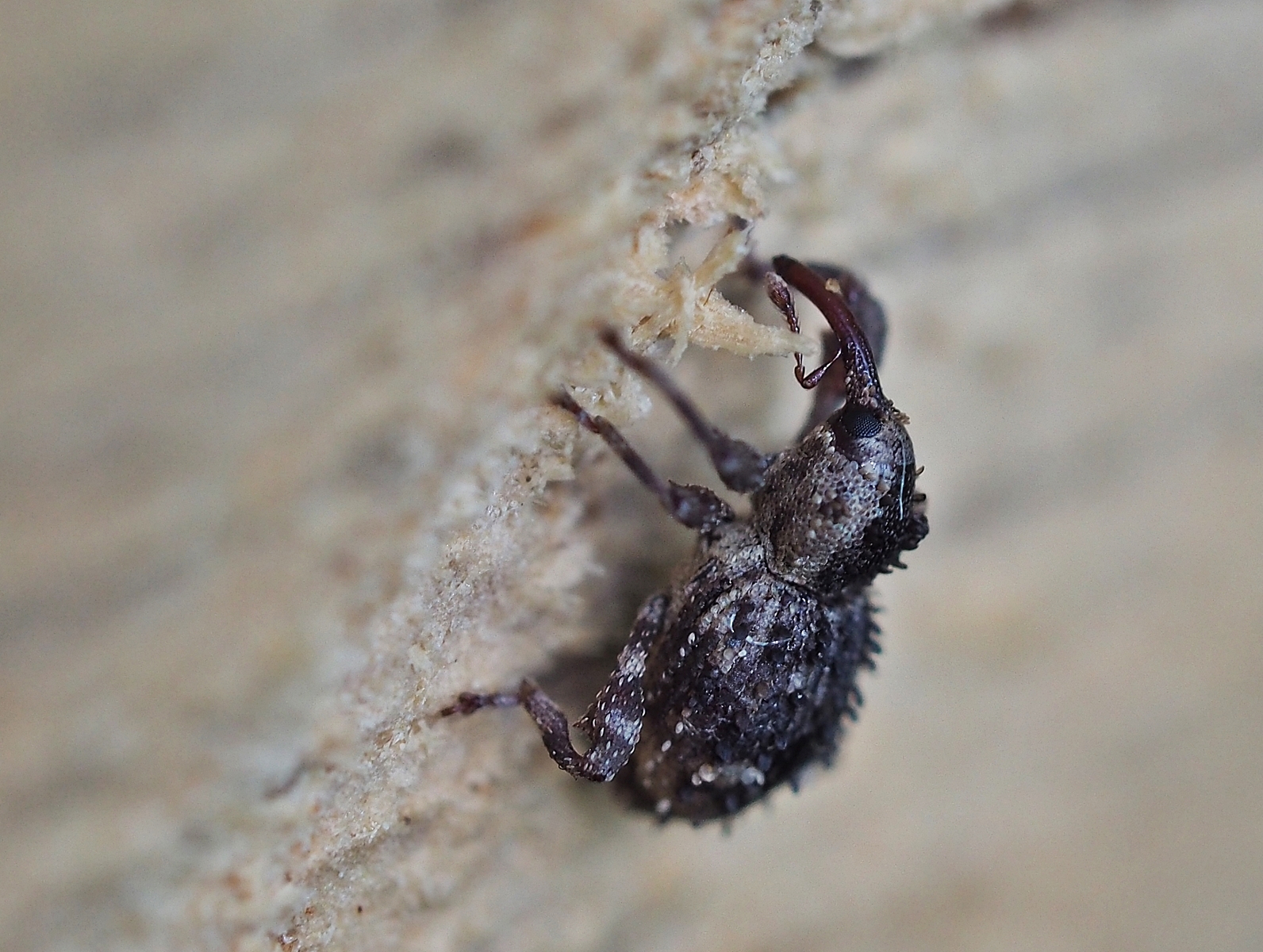 T hispidus | Insektarium