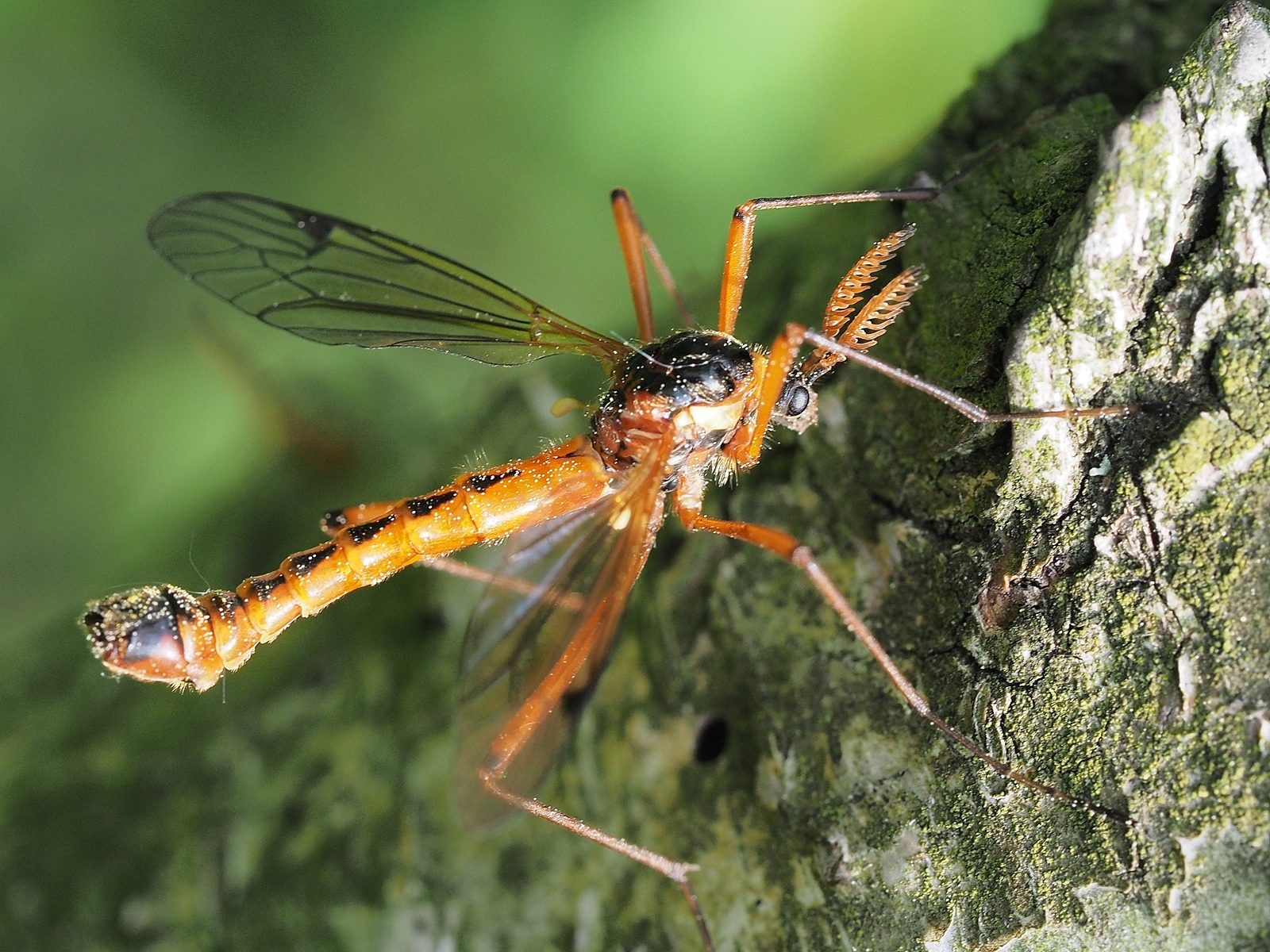 Tanyptera | Insektarium