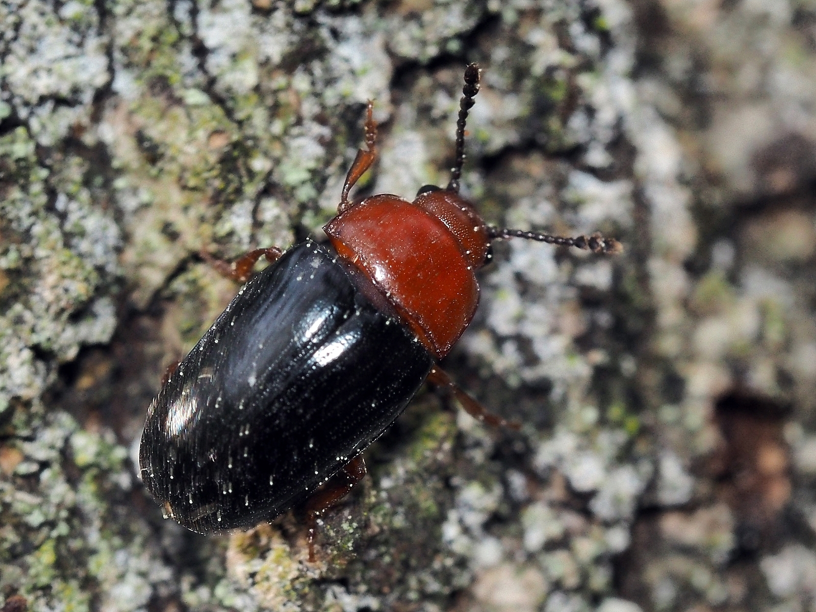 Triplax | Insektarium