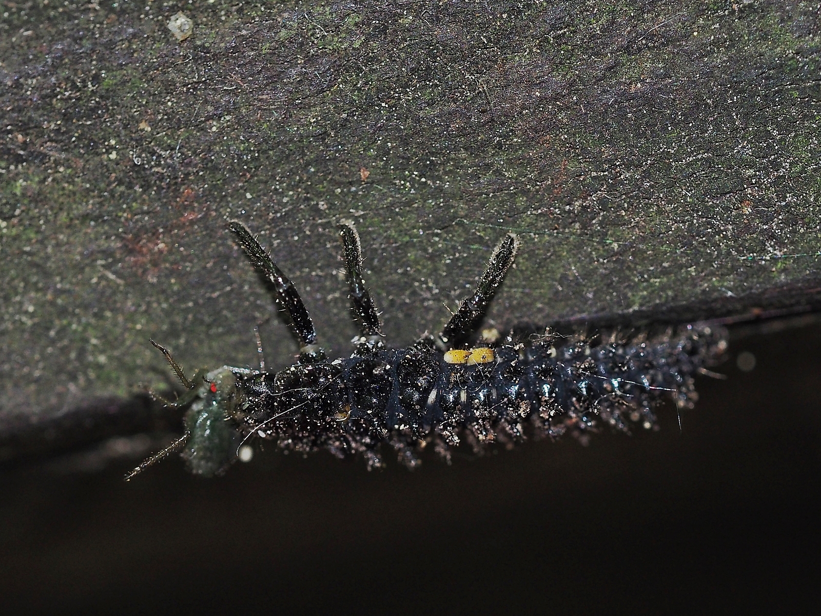 Anatis | Insektarium