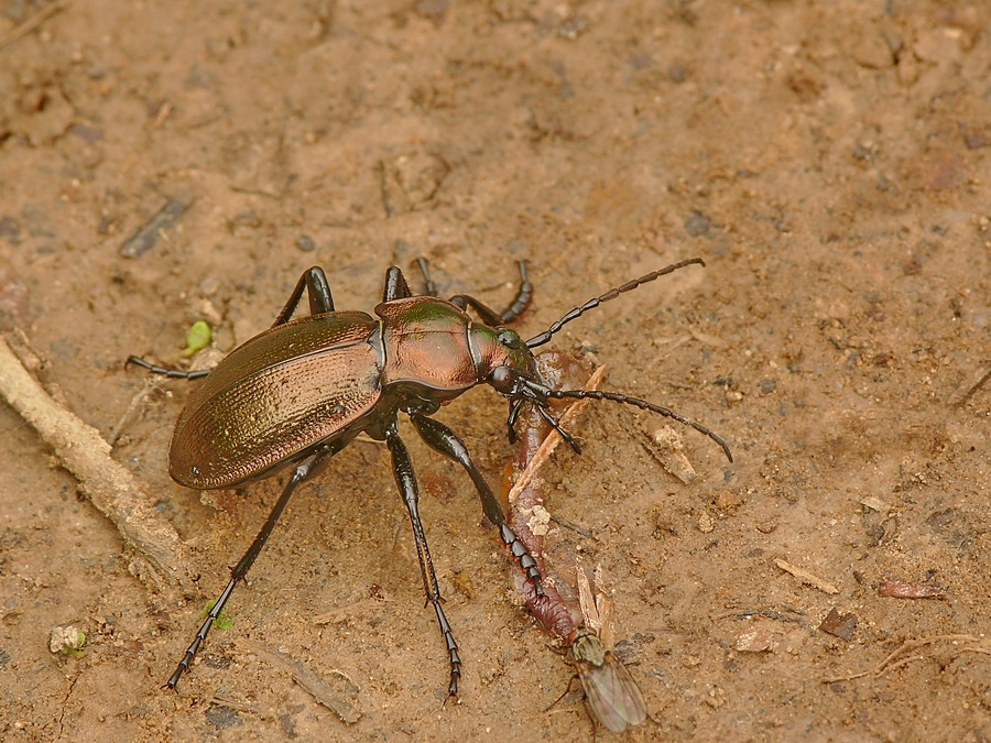 Car.obsoletus | Insektarium