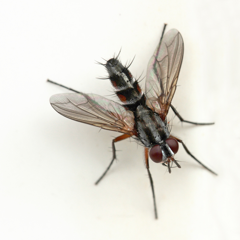 M. rufiventris | Insektarium