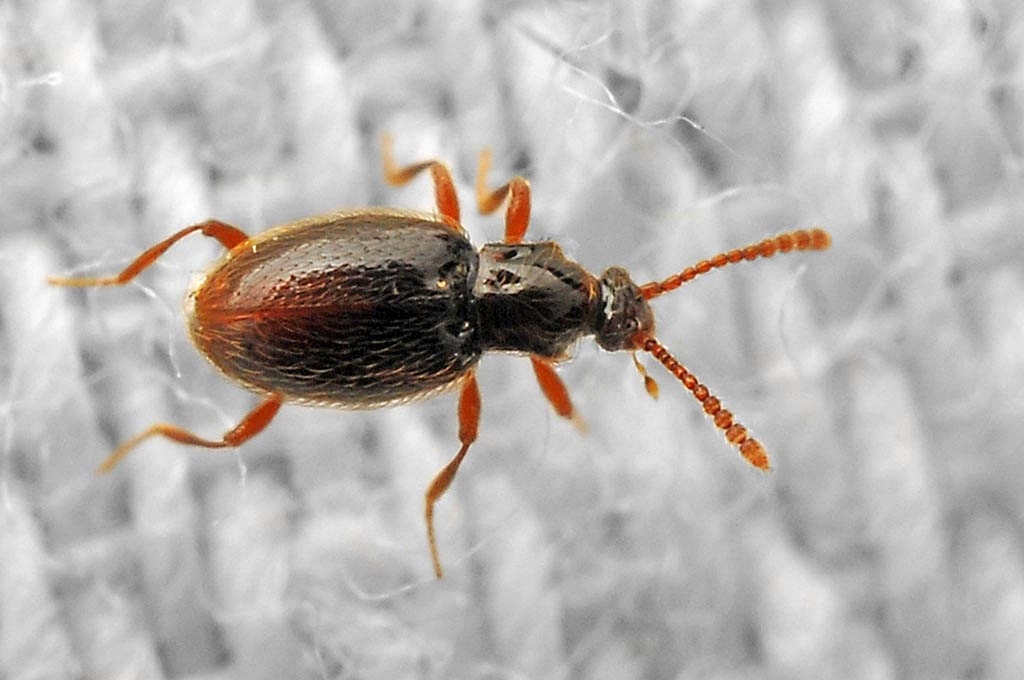 Scydmaenidae | Insektarium
