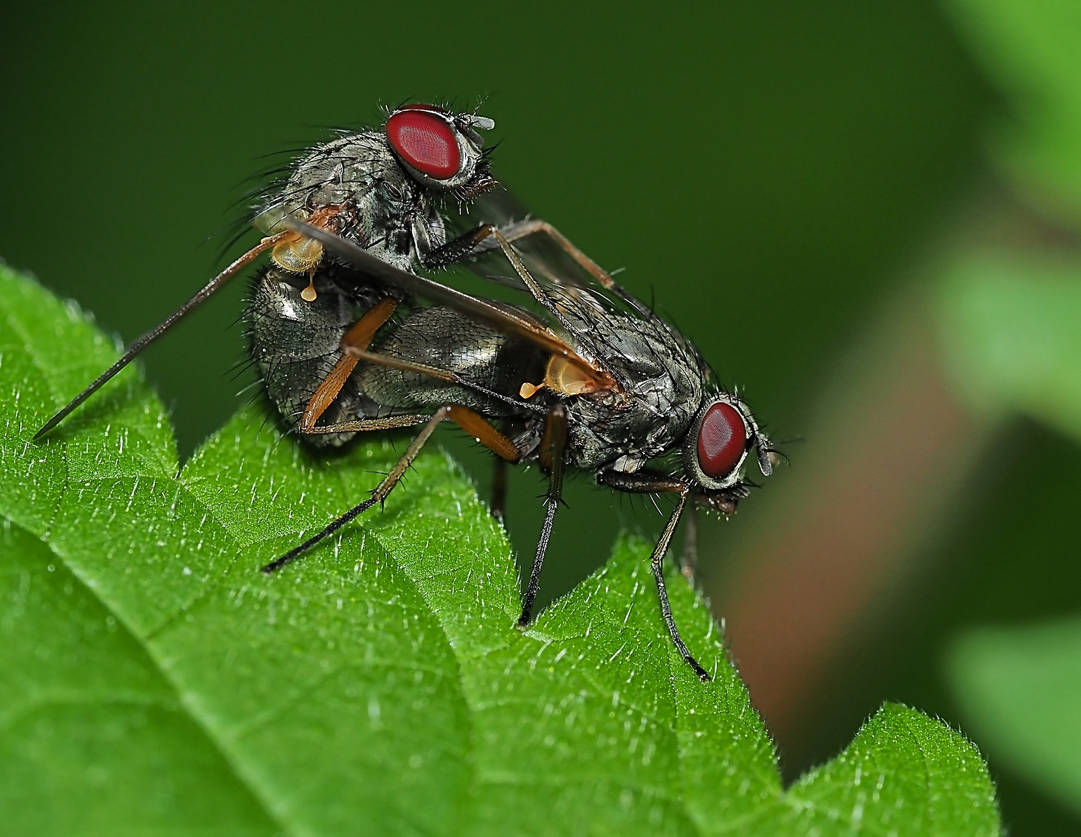 Phaonia apicalis | Insektarium