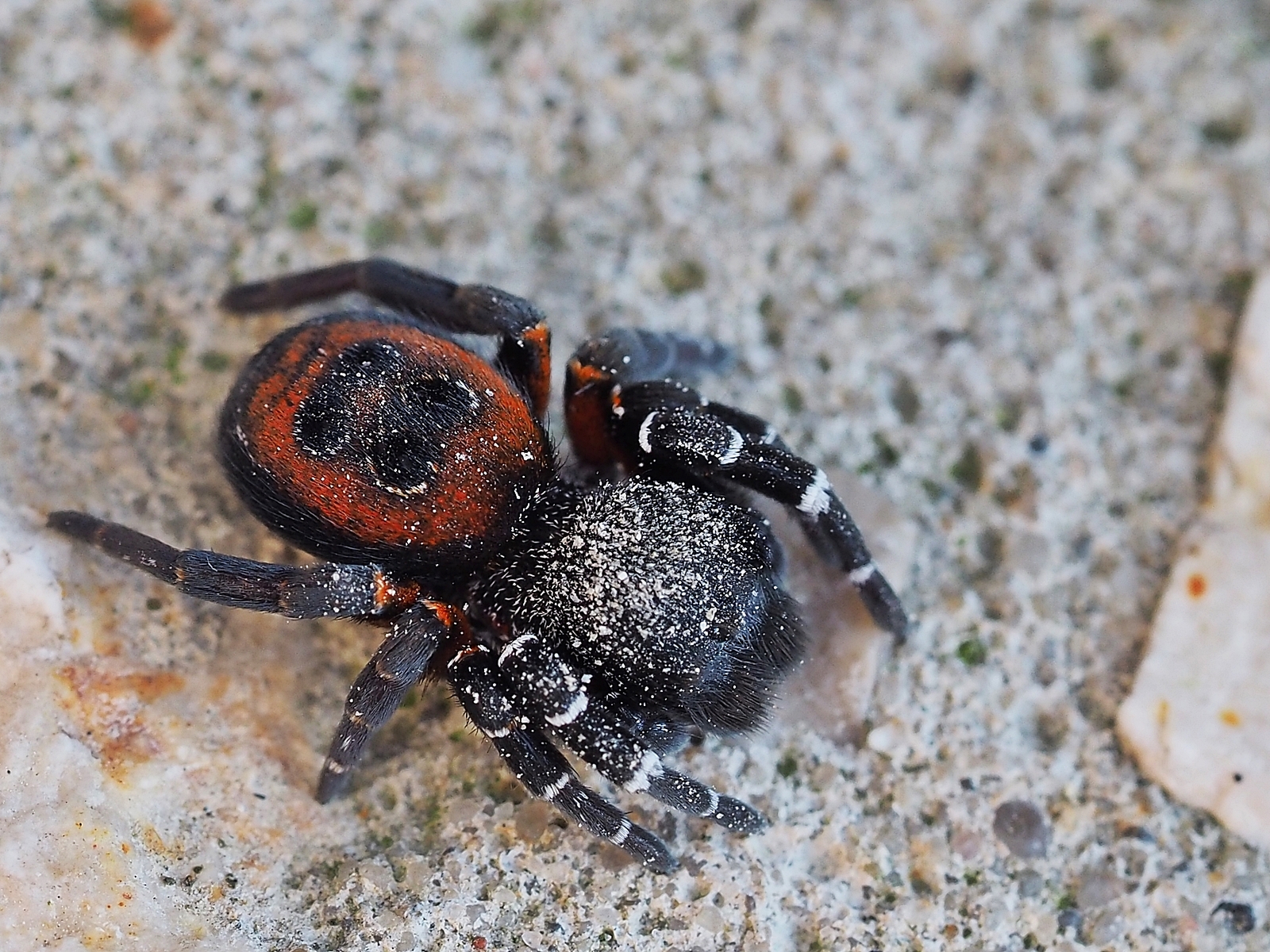 Eresus male. | Insektarium