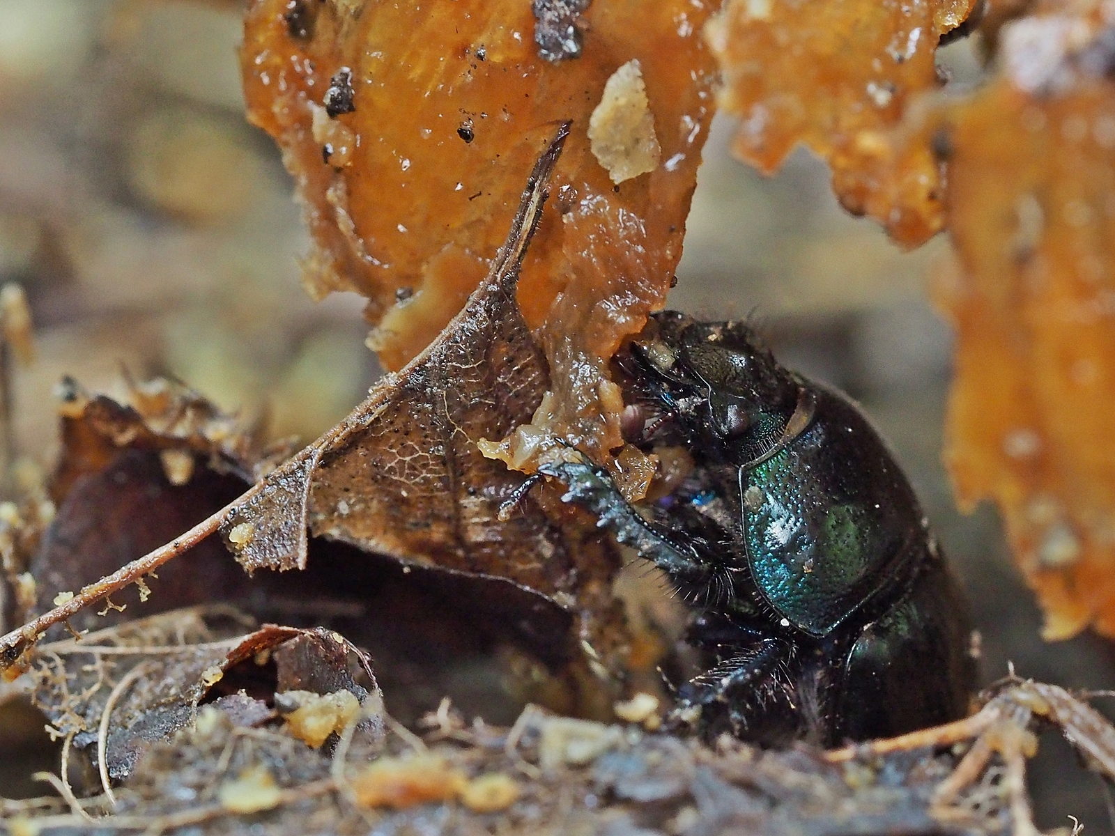 Geotrupidae | Insektarium