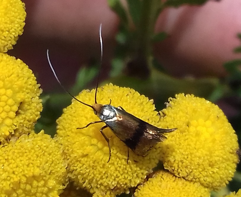 Adelidae – Wąsikowate | Insektarium