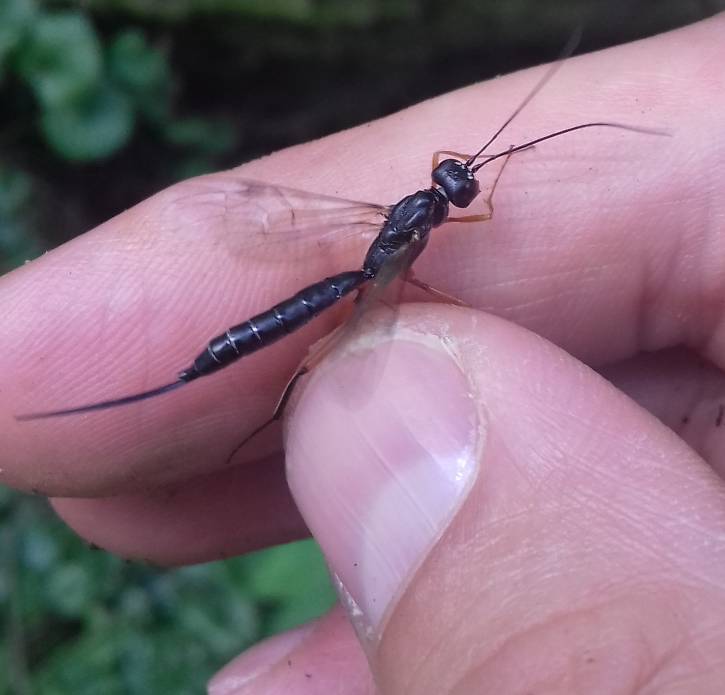 Neoxorides collaris | Insektarium