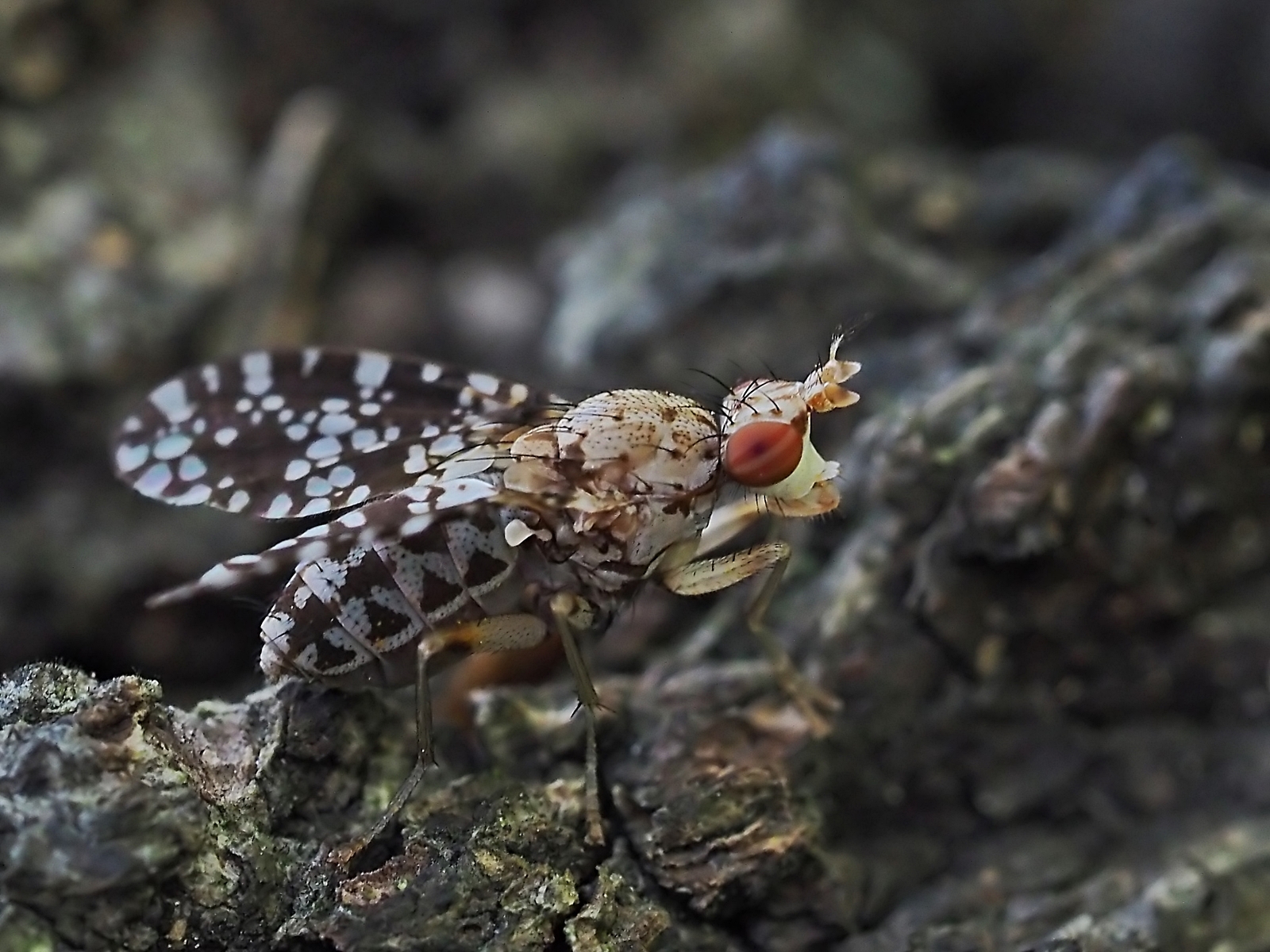 Trypetoptera punctulata – Marmara pysznotka | Insektarium