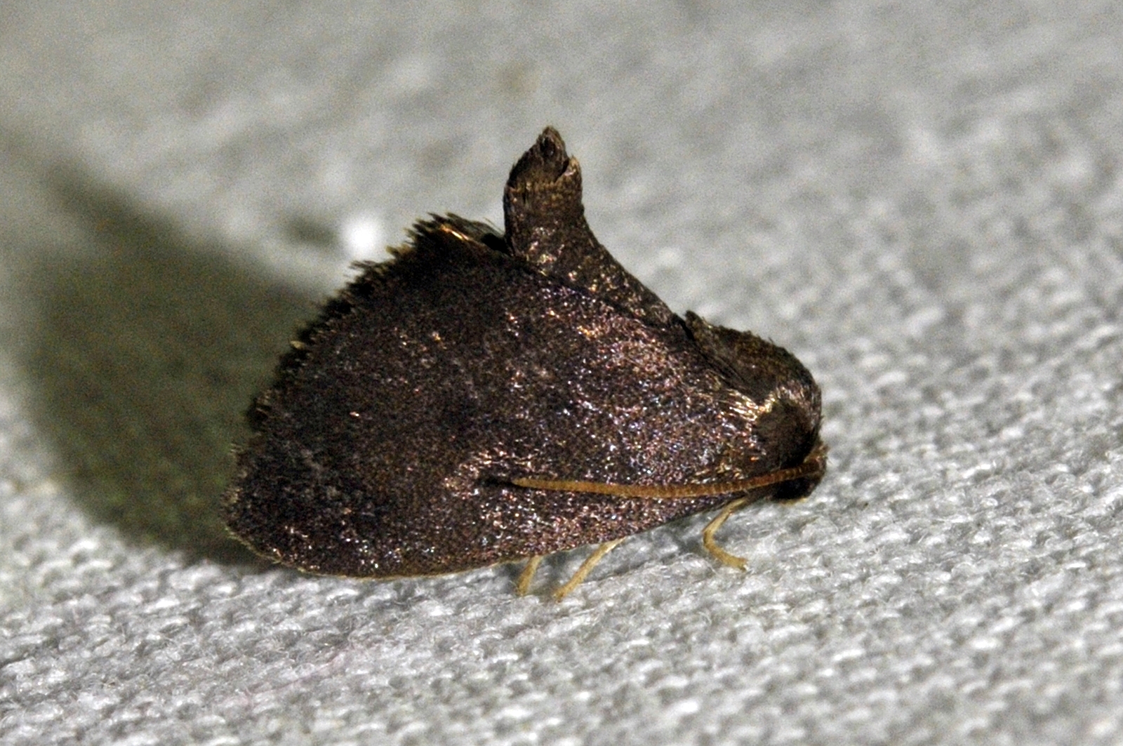 H asella | Insektarium